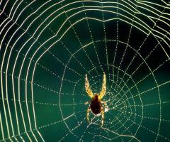 Gossamer Days: Spiders, humans and their threads | The Journal of Wild ...